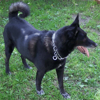 Omar.gif | ETS 2 mods